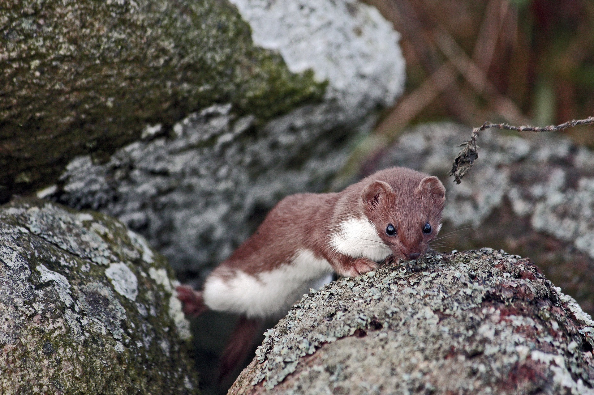 New method may help control stoats and feral cats - Scimex