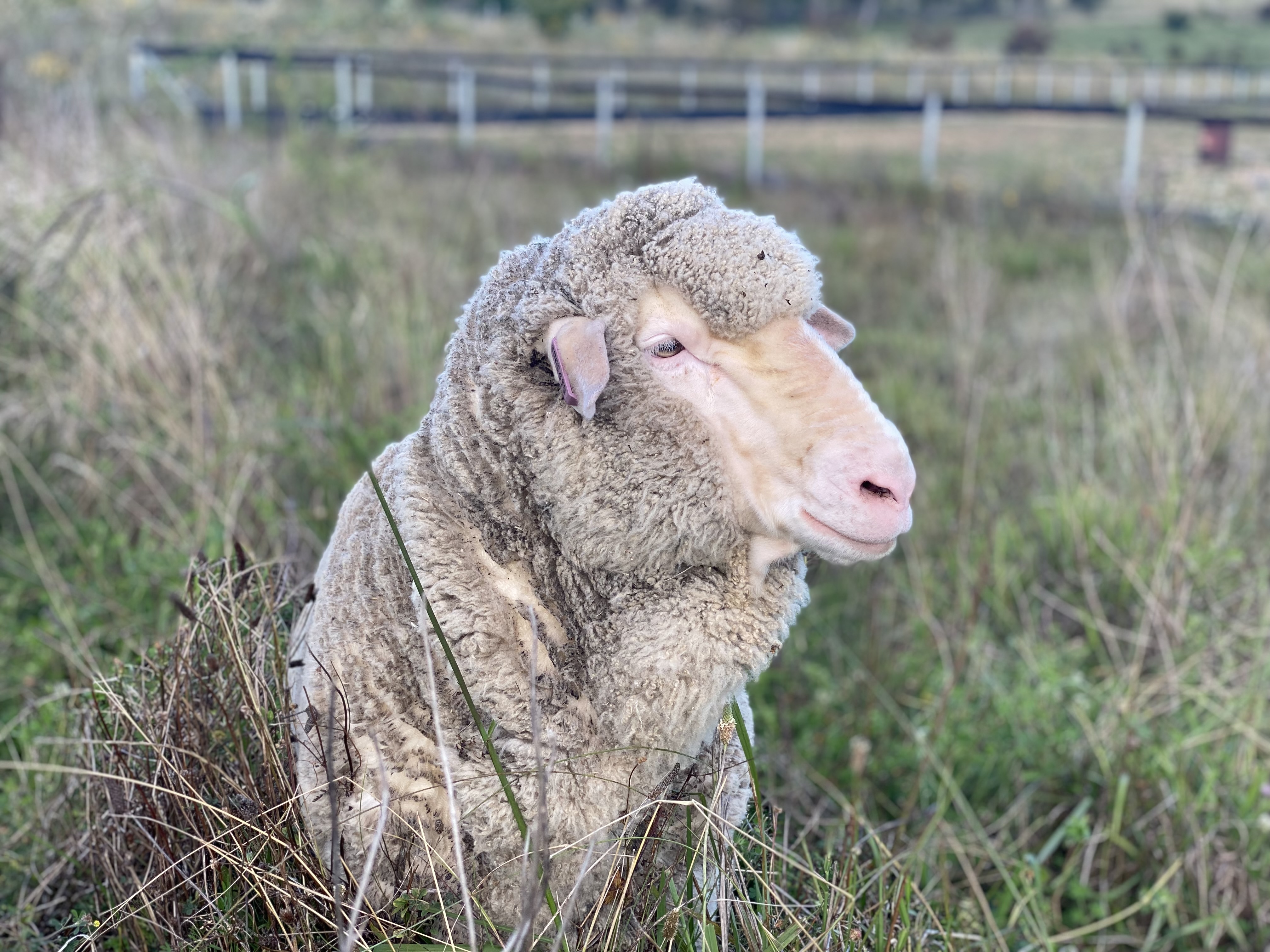 Sheep like to snuggle up to those they've shared hard times with - Scimex