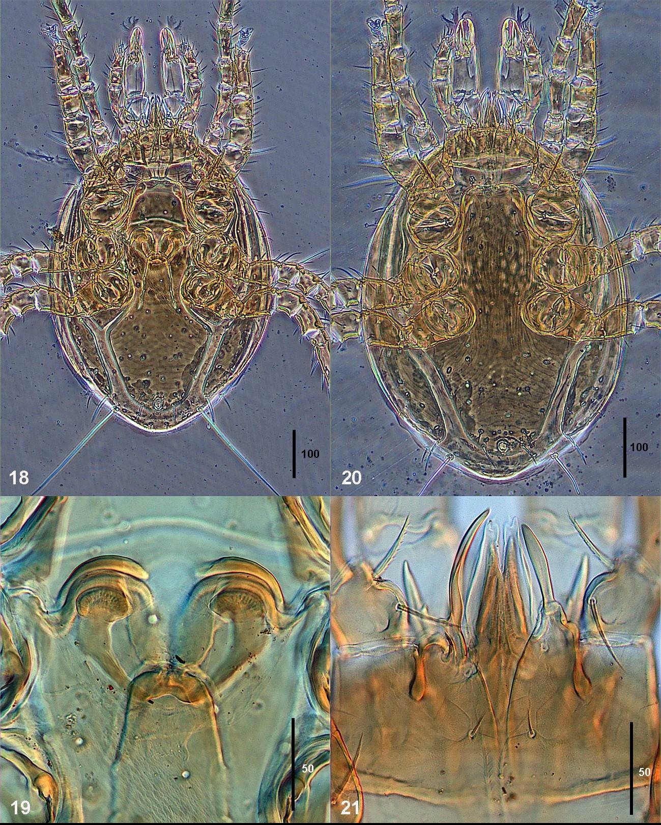 A new species of mite named Hedwig who lives on a beetle named Potter ...