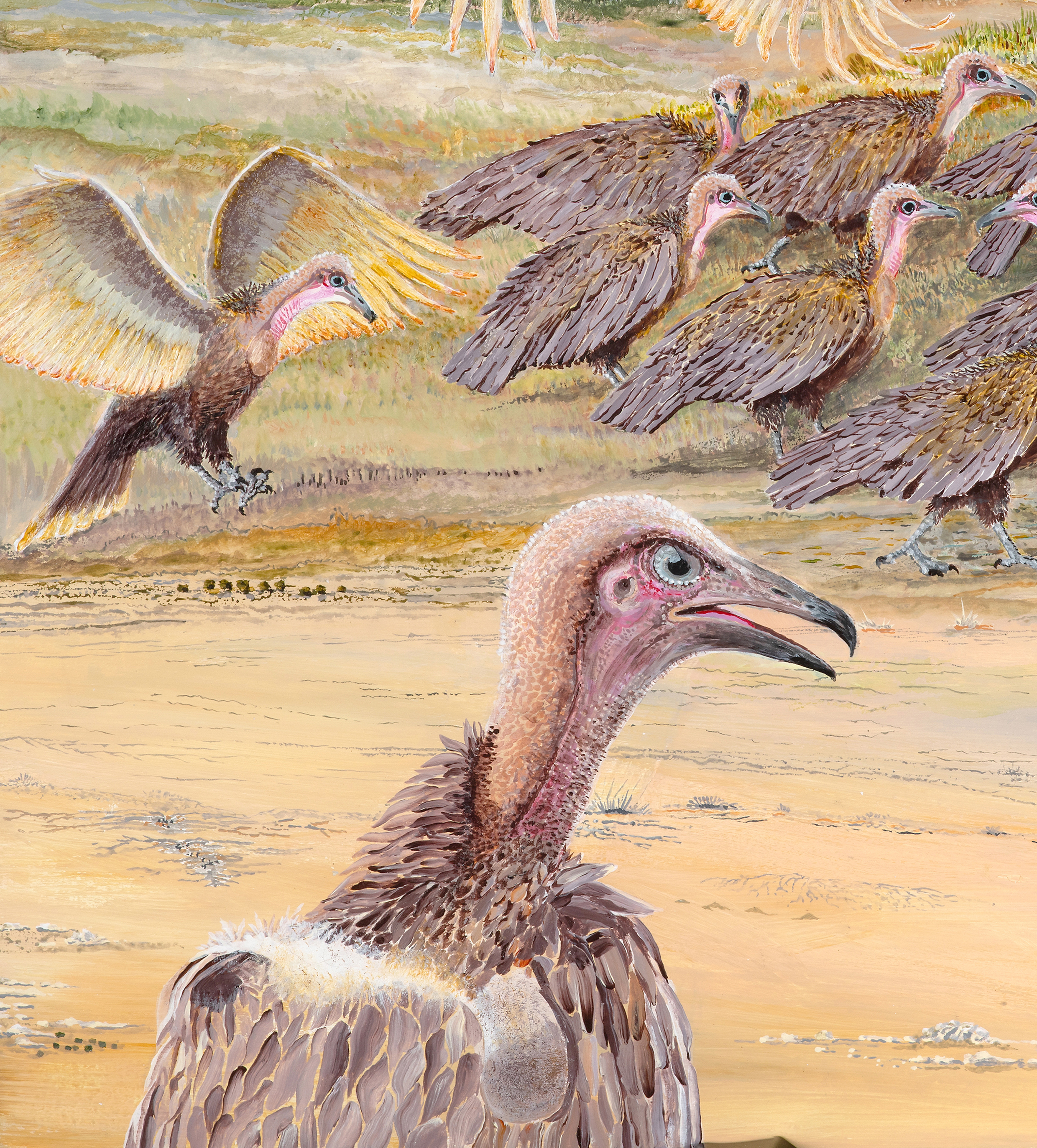 Like the phoenix, Australia’s giant birds of prey rise again from ...