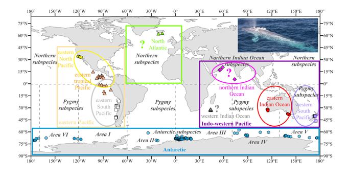 After whaling, scientists weigh up current status of blue whale ...