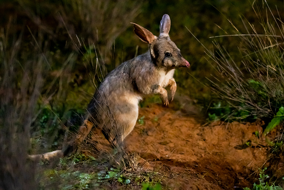 Bilbies could hop back into mild climate zones - Scimex