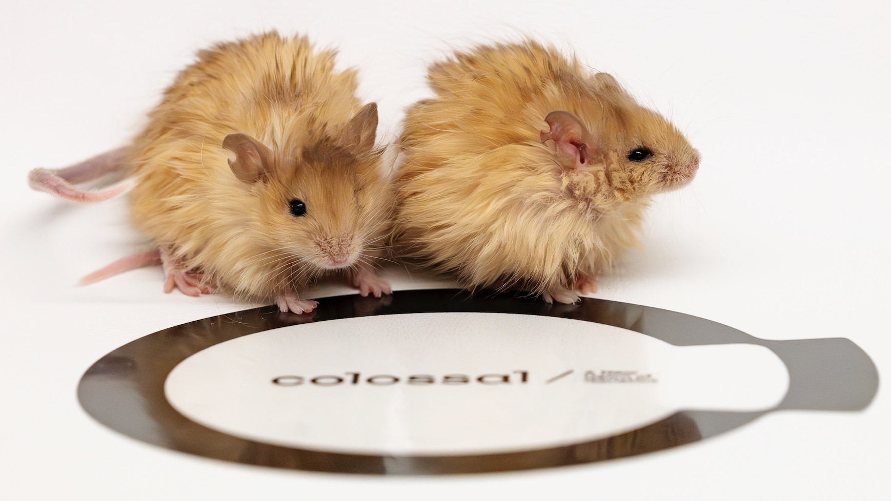 EXPERT REACTION: 'Woolly mouse' developed on the path to 'de-extinction ...