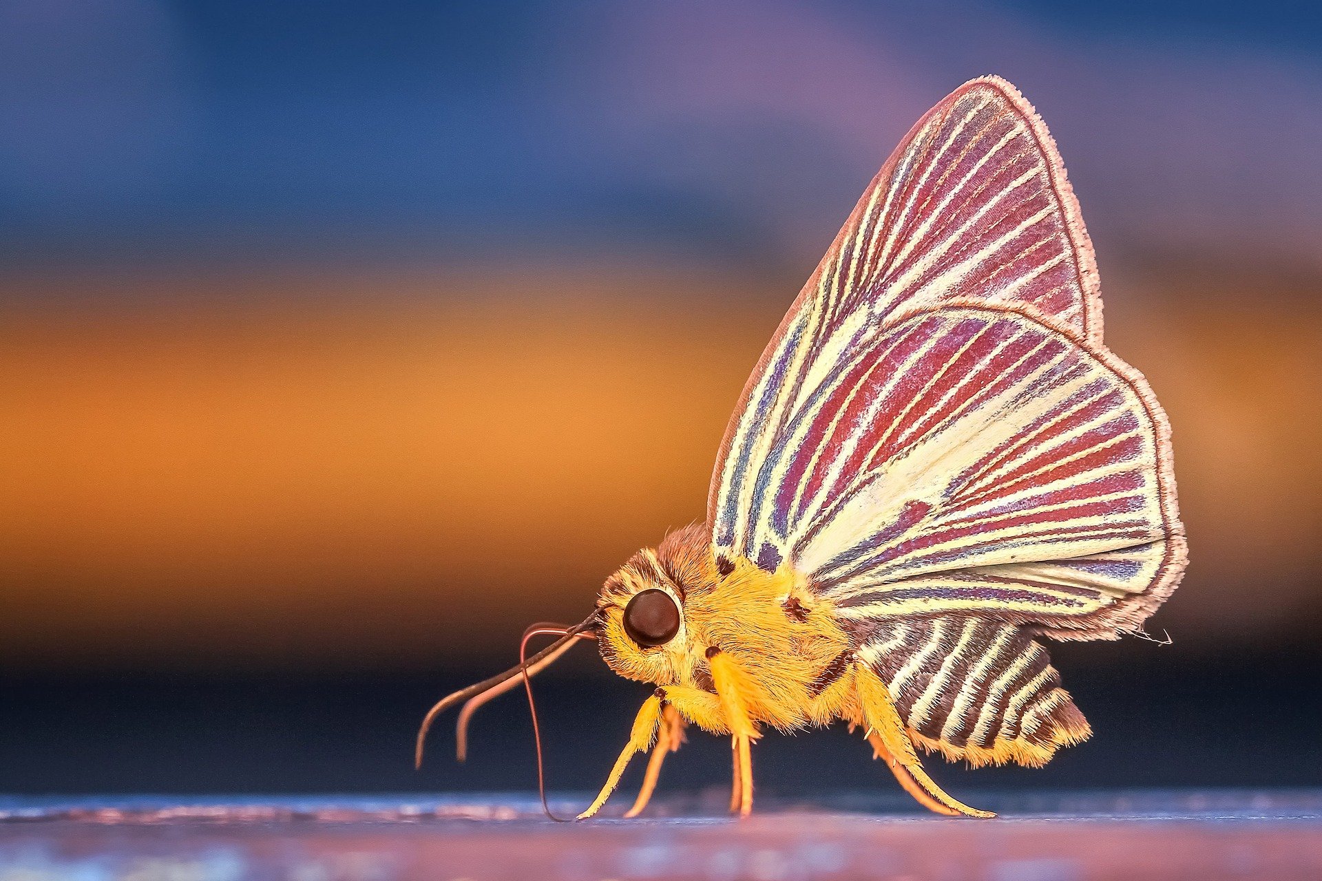 EXPERT REACTION: Has there been a global insect apocalypse? - Scimex
