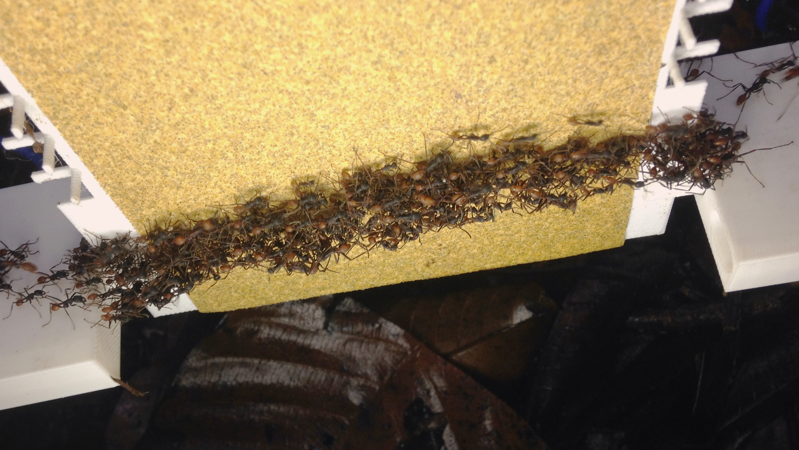 Army ants assemble into safety nets to catch their falling comrades ...