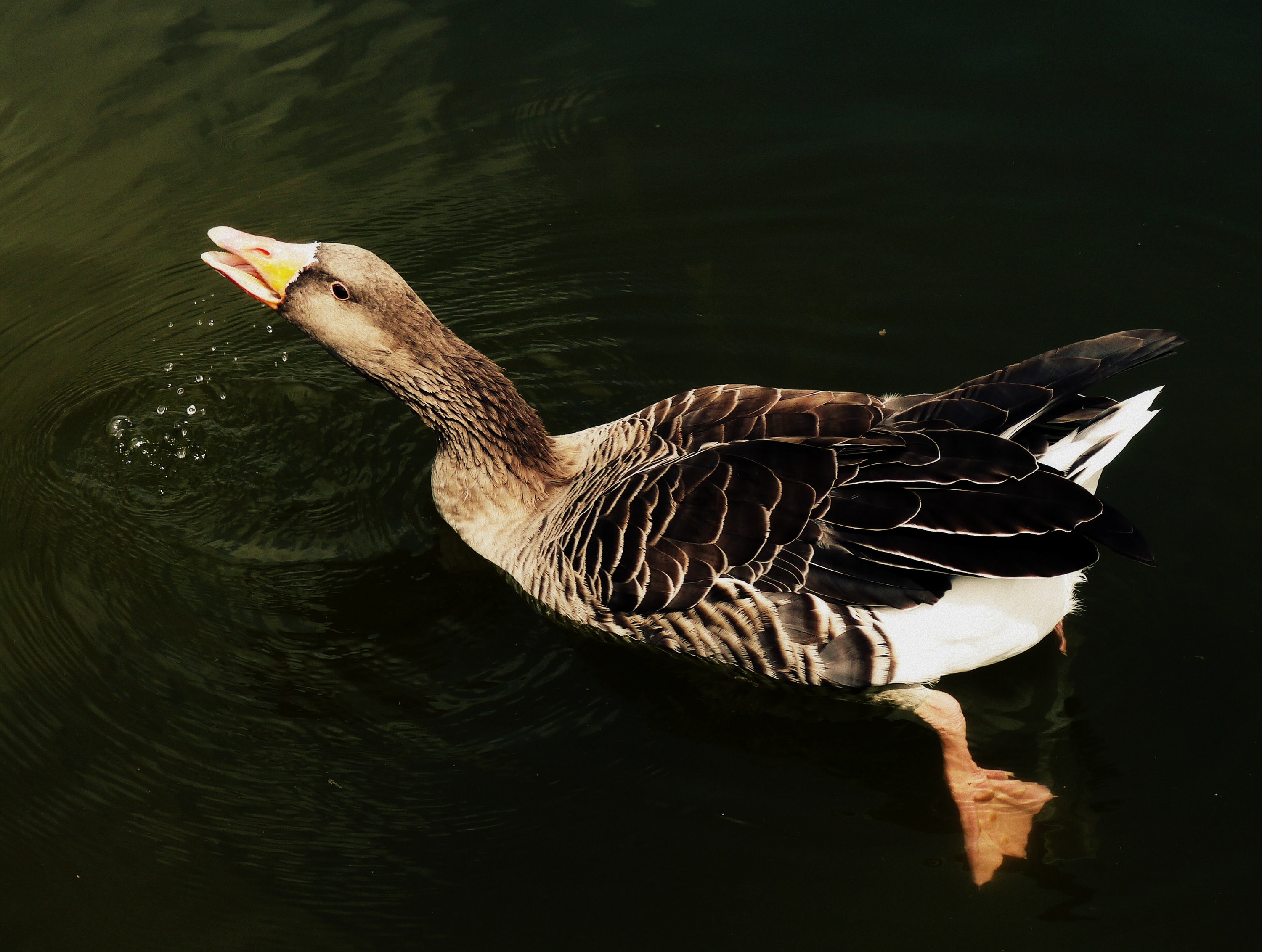'Ya bloody fool': Aussie ducks pick up fowl language - Scimex