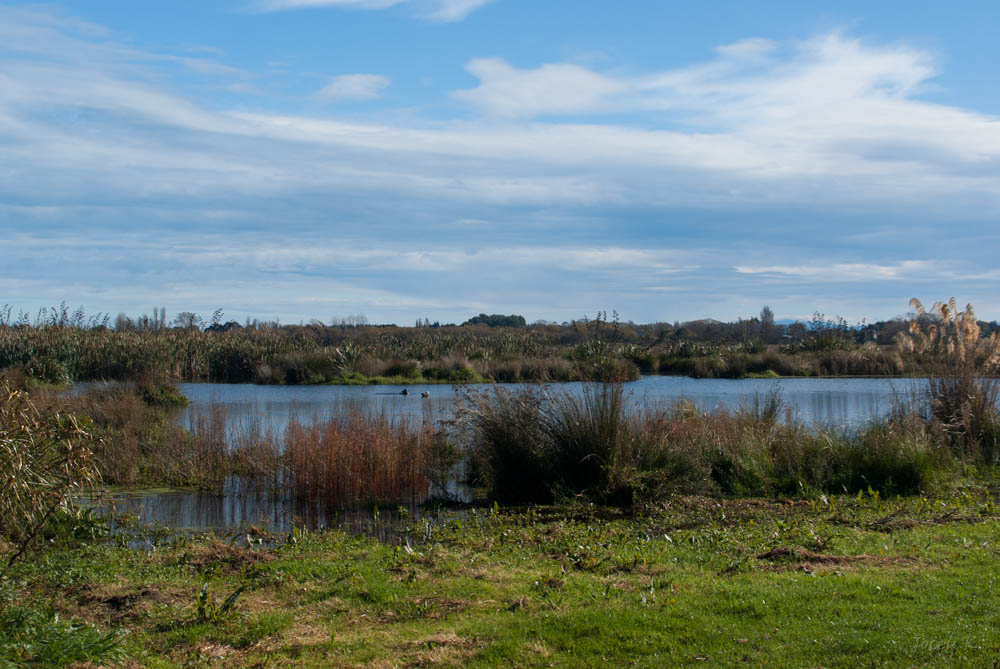 Restoration of small wetlands has big benefits in the Wairarapa - Scimex