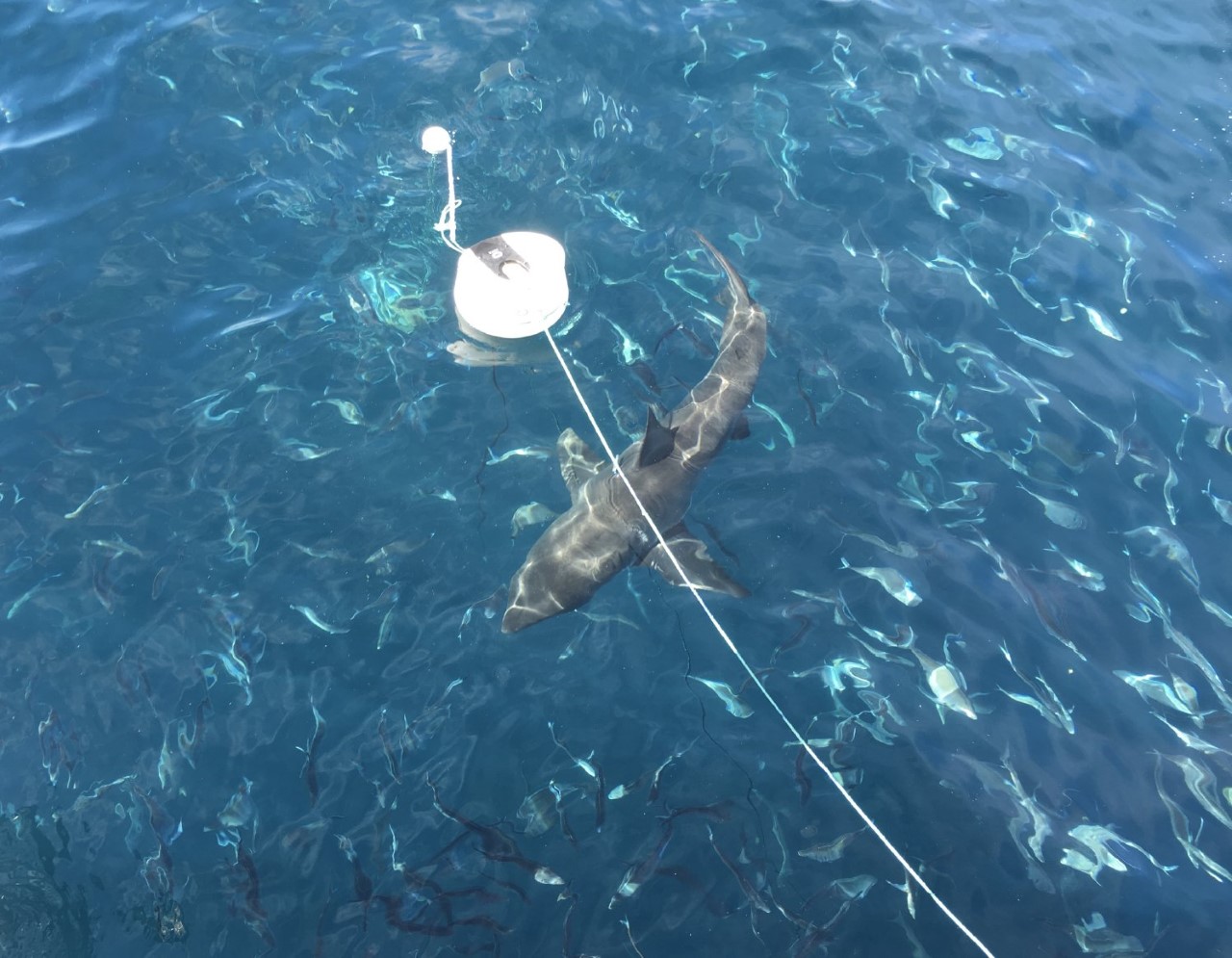 Personal white shark e-deterrents more effective than long-range device ...