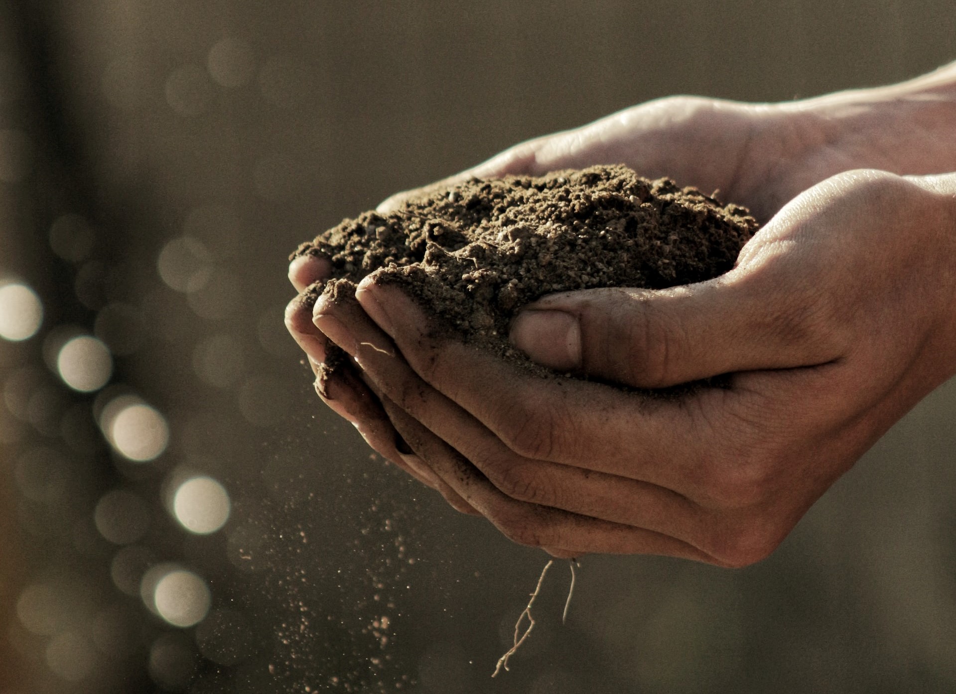 Why is Dunedin's urban soil more polluted than Auckland's? - Scimex