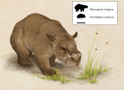 True giant wombat gives Diprotodon podium a wobble - Scimex