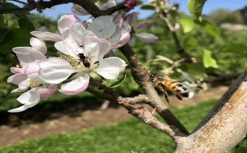 Apple pollination in Australia reliant on introduced species - Scimex