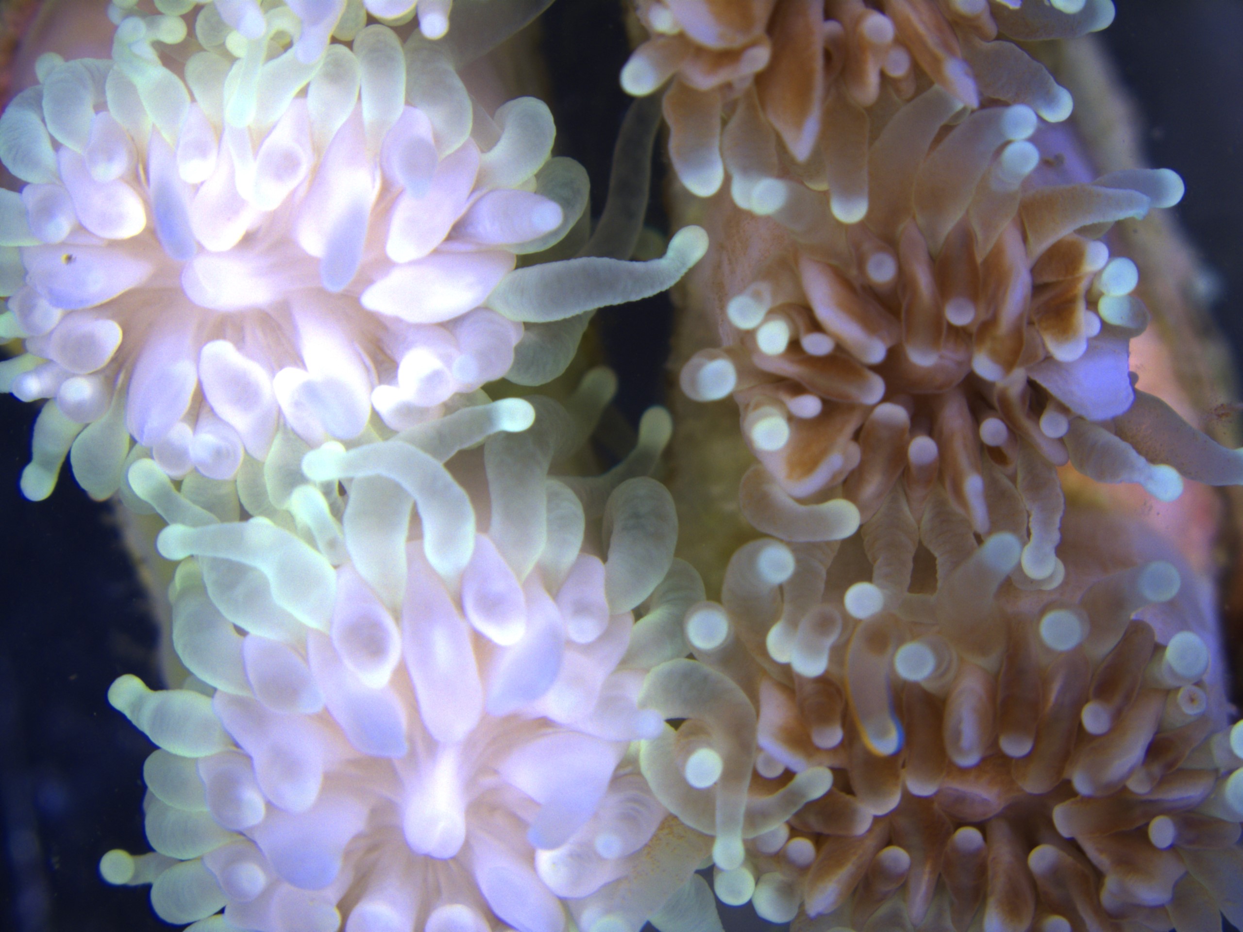 Adult coral can handle more heat and keep growing thanks to heat ...