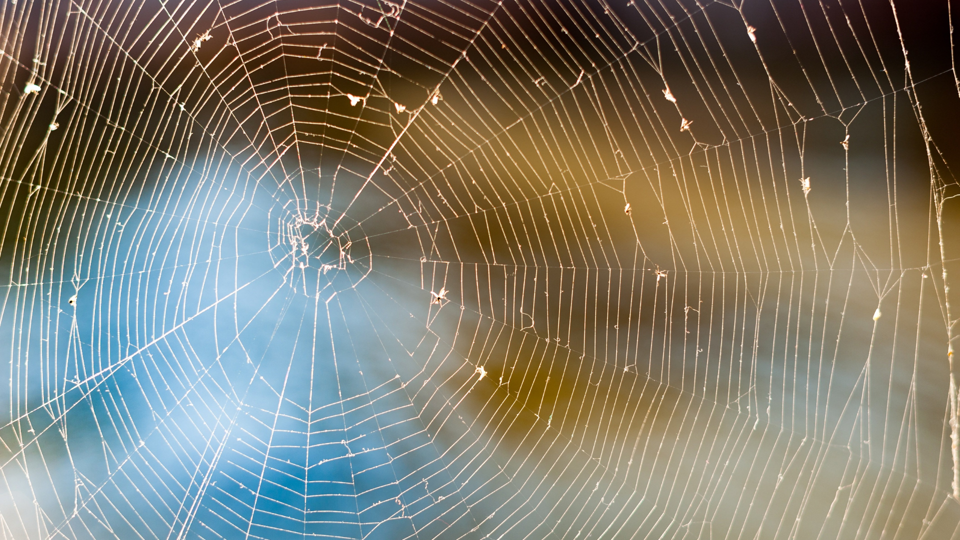 Nature’s DNA traps: Spider webs put new spin on wildlife research - Scimex