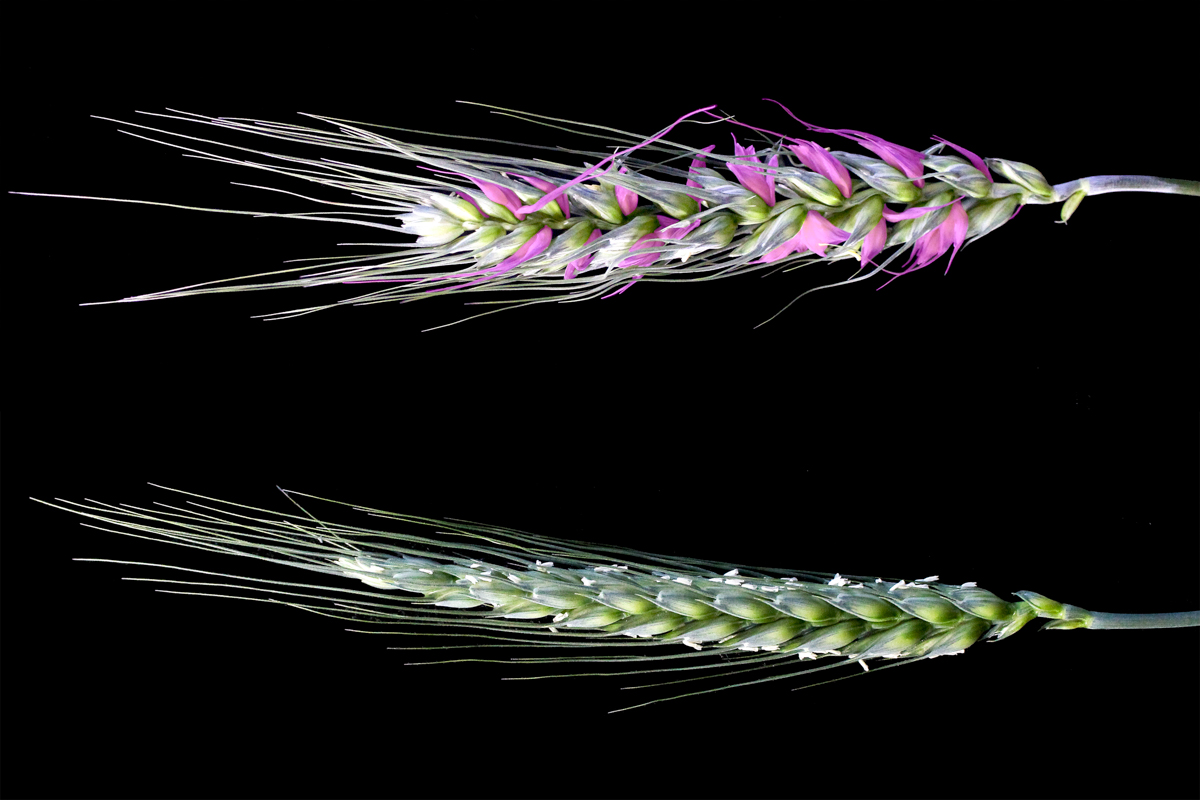 Gene could unlock big wheat yields for a growing population - Scimex