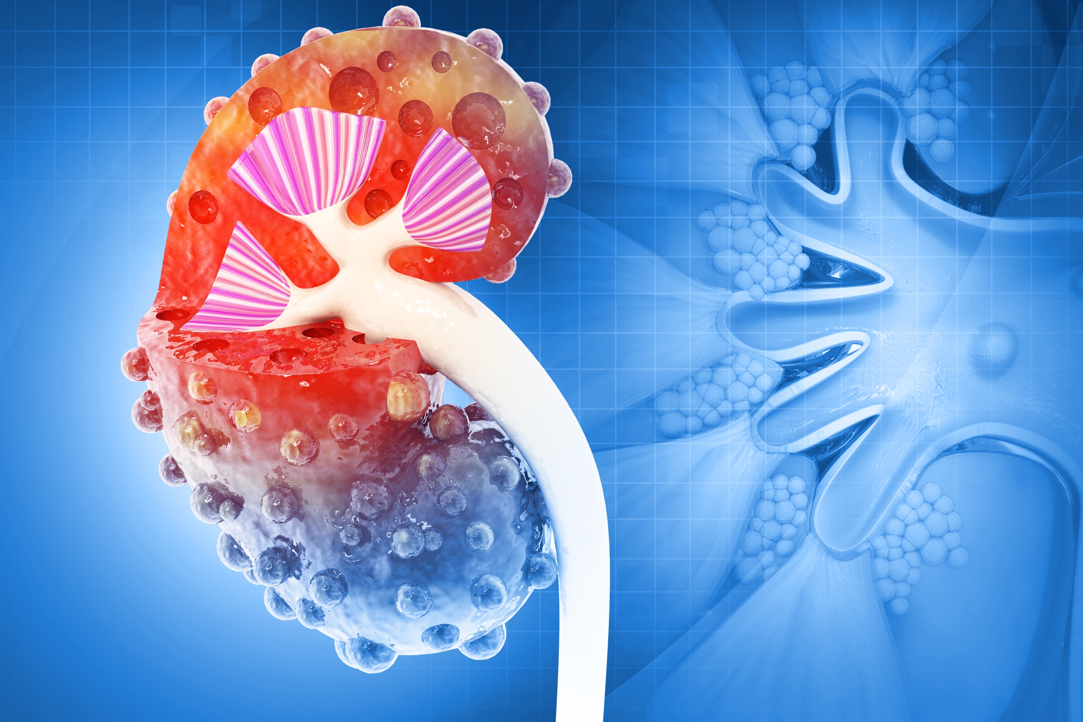 The silent killer: Up to half of life-threatening kidney disease cases ...