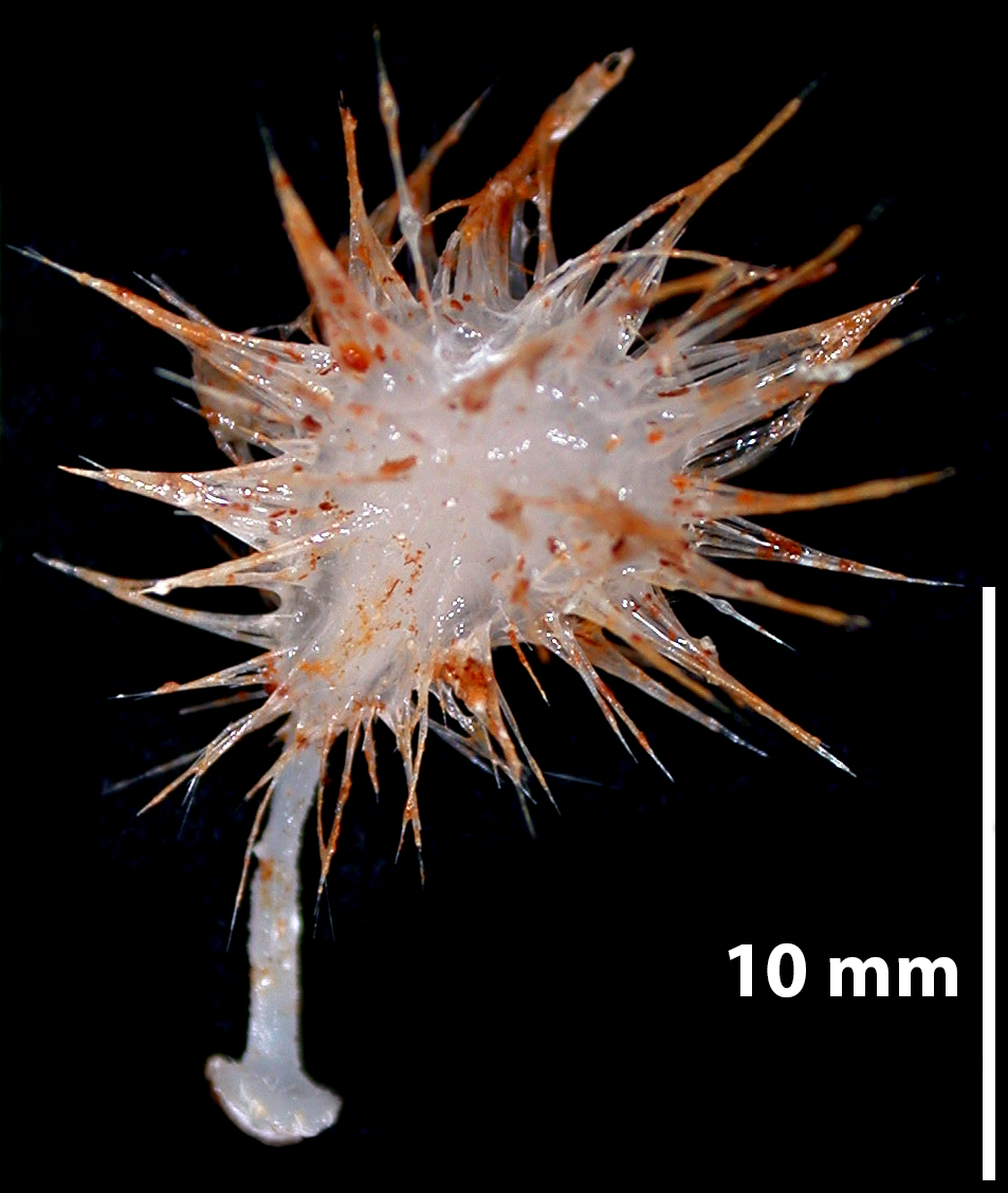 Watch out they Bight! Three new Carnivorous sponges found in Great ...