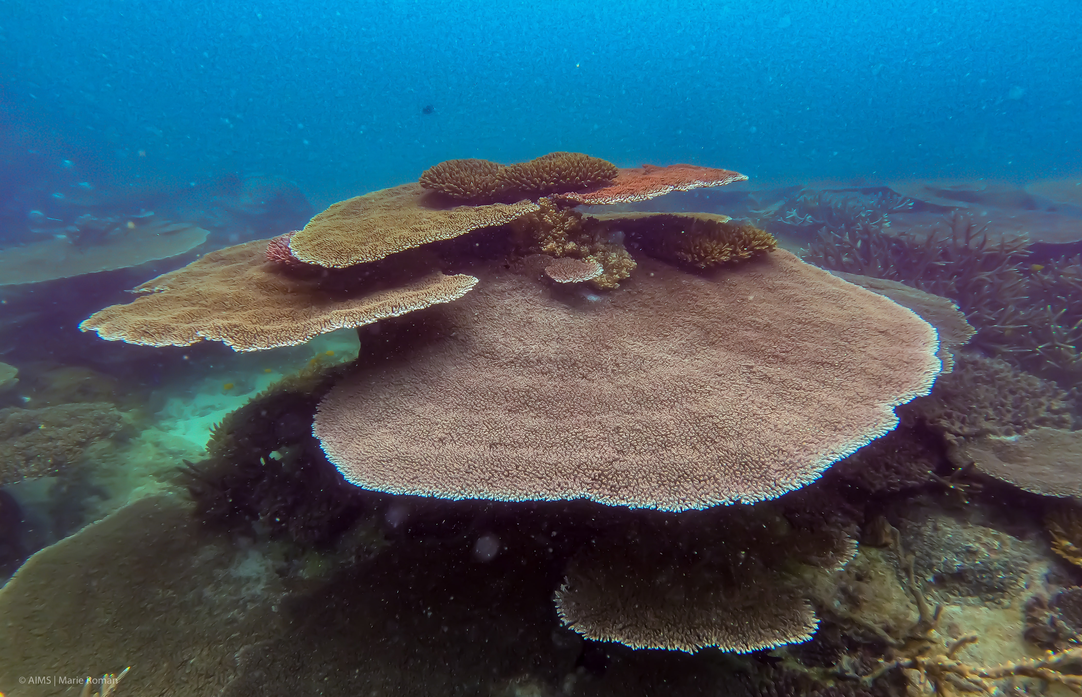 Turning the tables – how table corals are regenerating reefs decades ...