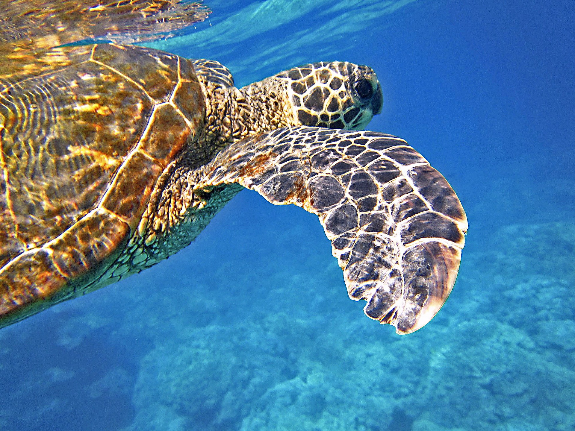 Aussie sea turtles are eating our plastic pollution at an alarming rate ...