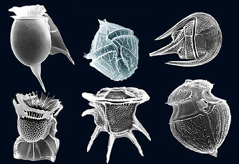 Microscopic marine algae halved by microplastics - Scimex