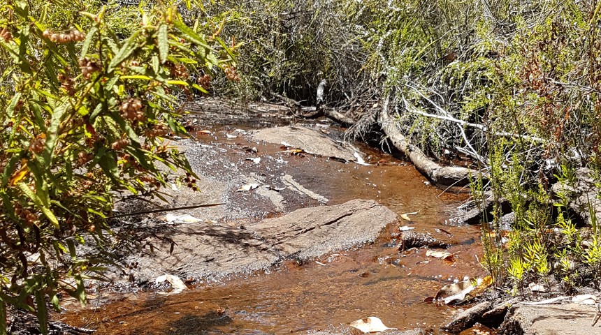 Declining rainfall threatens unique stream species in the Southwest ...