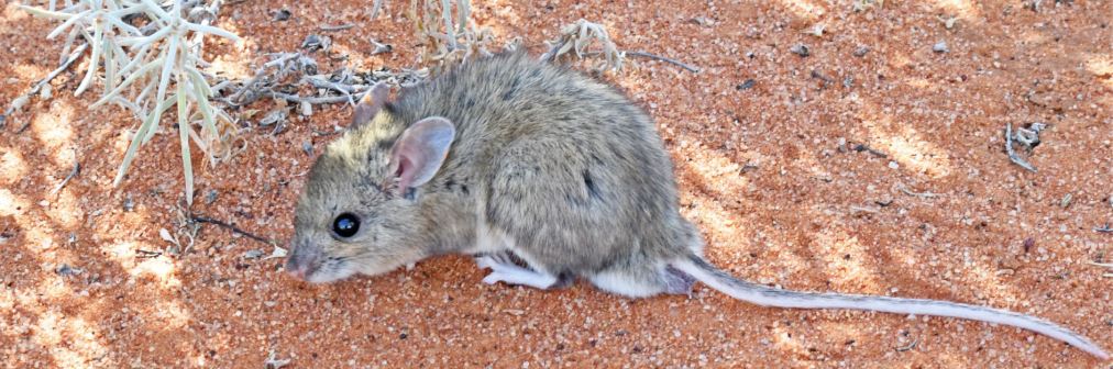 Sizing up native rodent mating patterns - Scimex