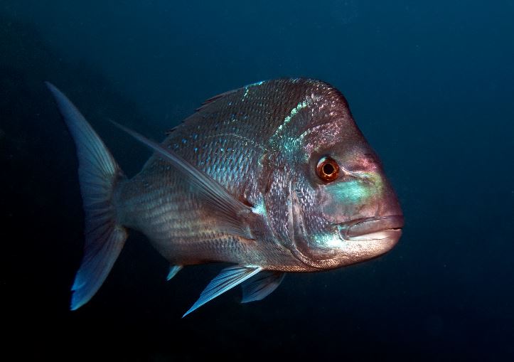 Three snapper populations found in SA-WA waters - Scimex