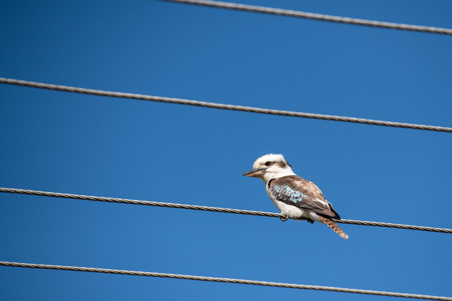 Decreasing backyard bird diversity flies under the radar - Scimex