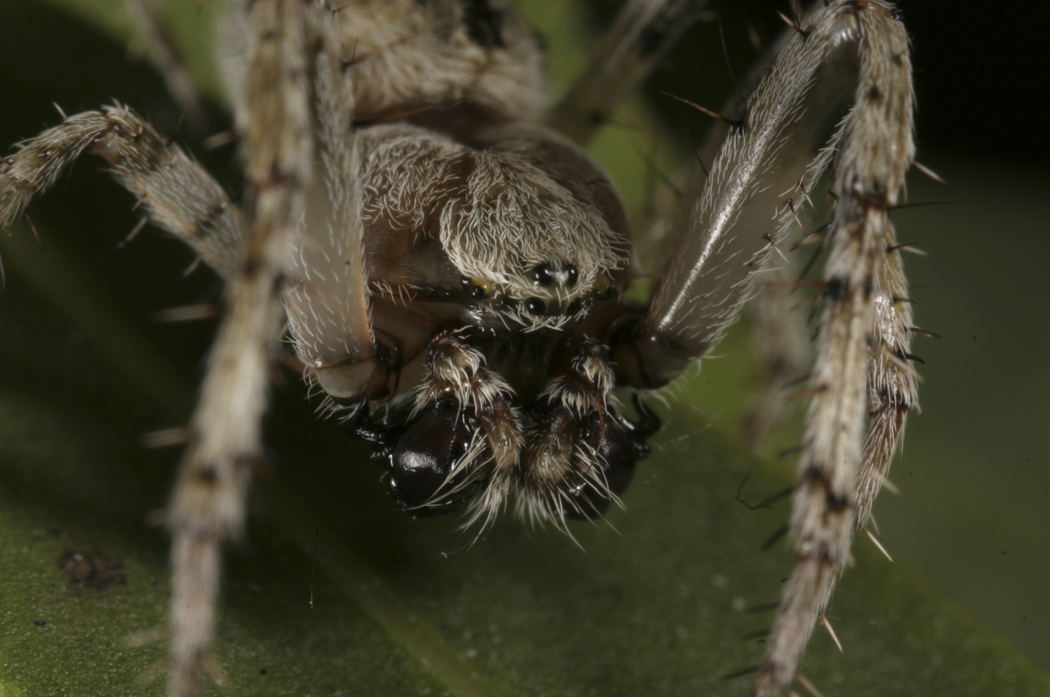 Soccer is now a creepy crawly game after new spider discoveries - Scimex