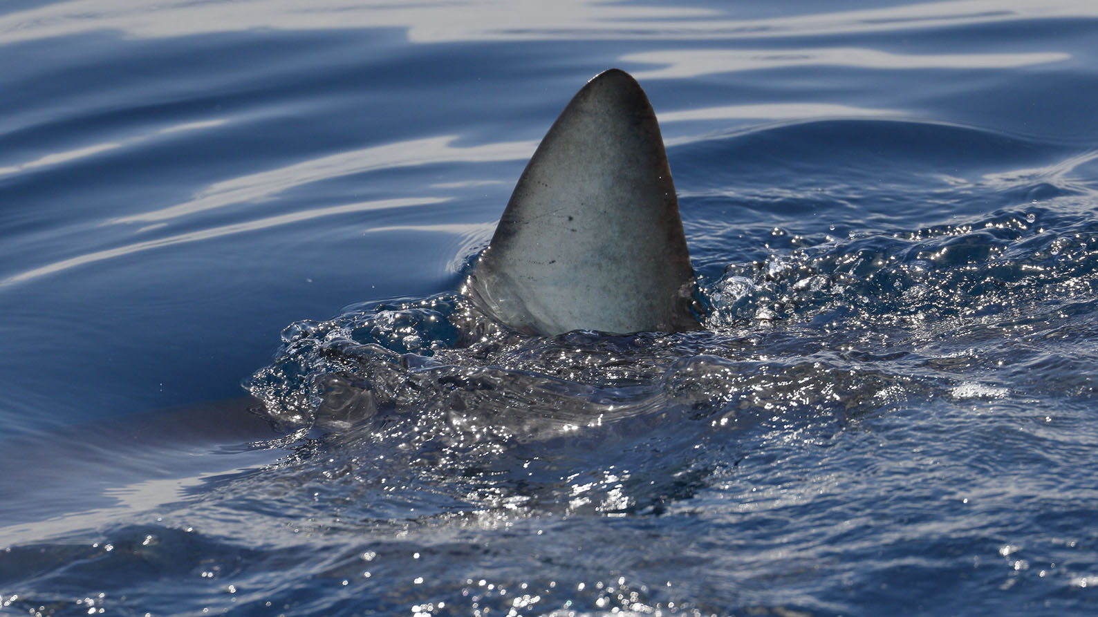 3D imaging of shark embryos reveals evolution of pelvic fins - Scimex