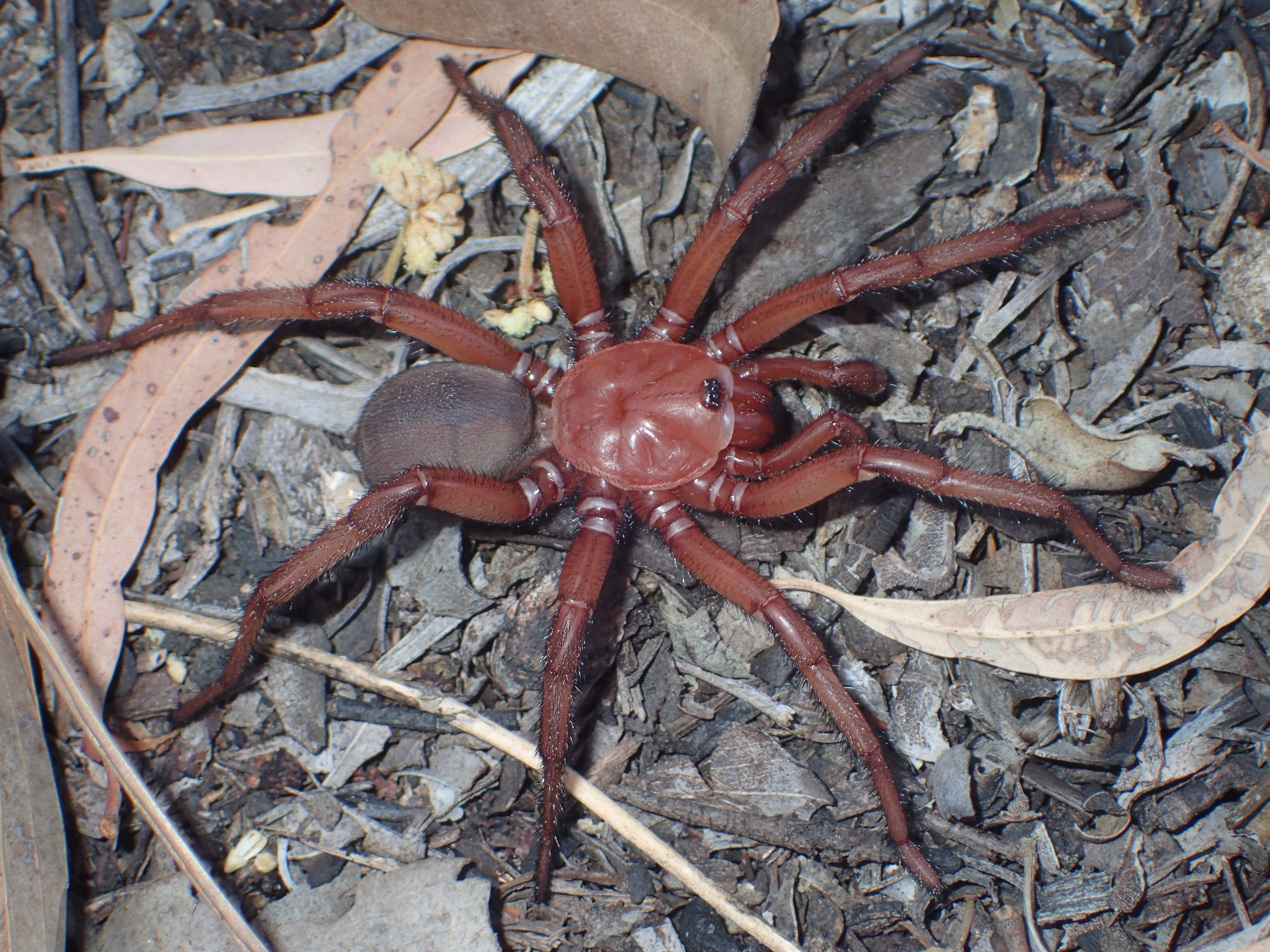 Scientists DIG new giant spider species - Scimex