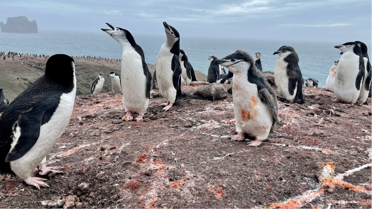 How penguins pump iron through their poop - Scimex
