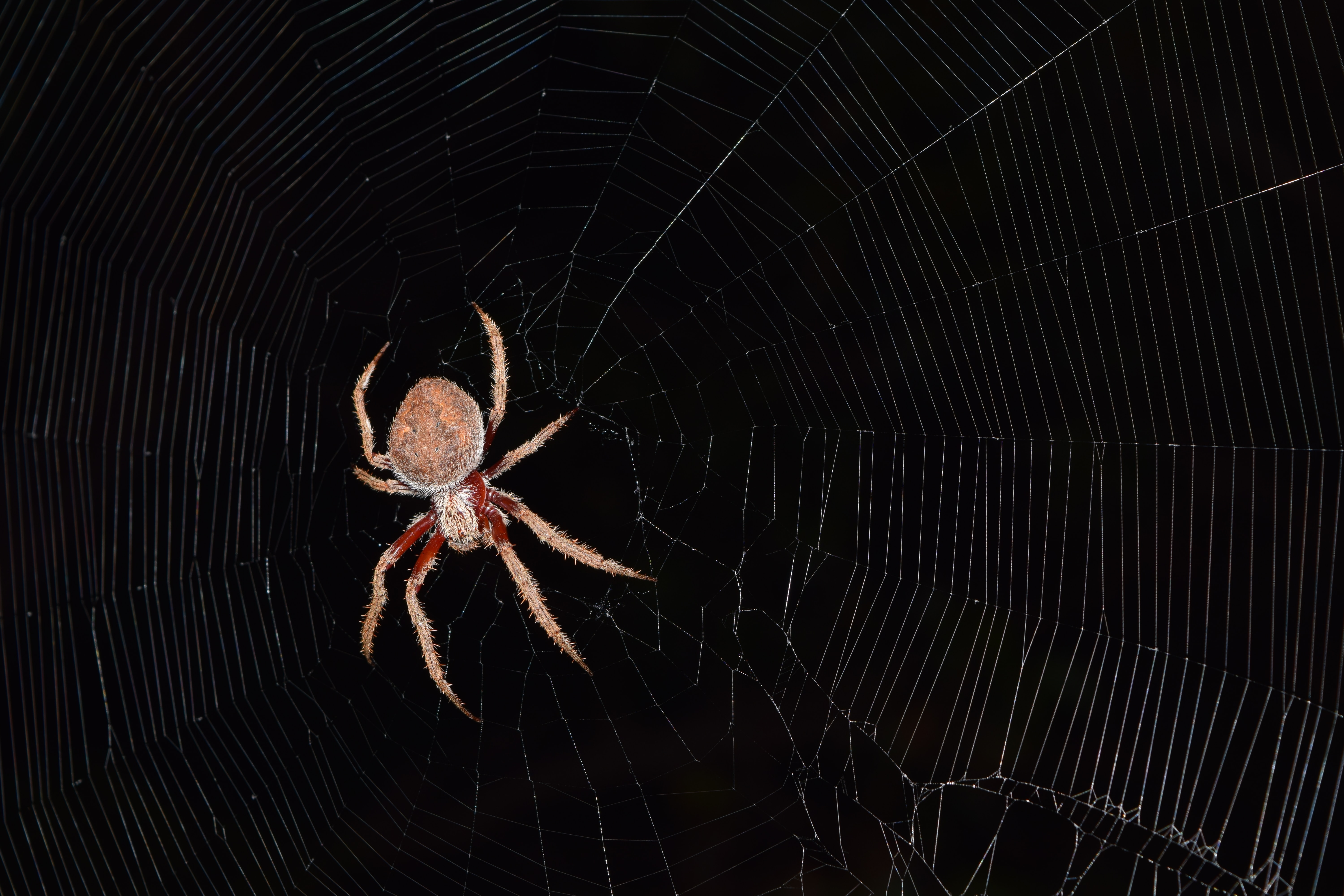 How are spiders impacted when a bushfire hits? - Scimex