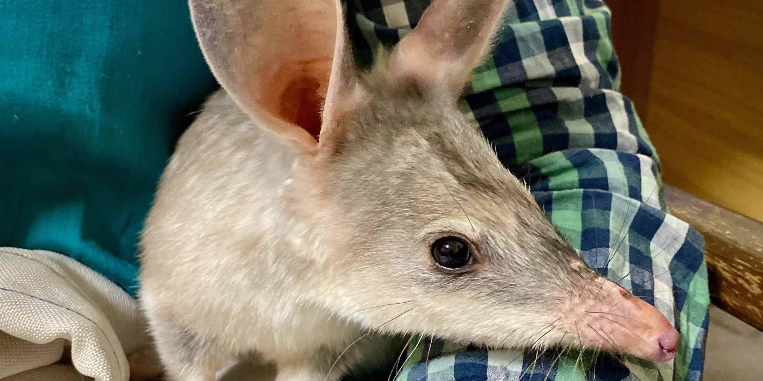 Australia’s ‘Easter bunny’, the bilby, has had its genome fully ...