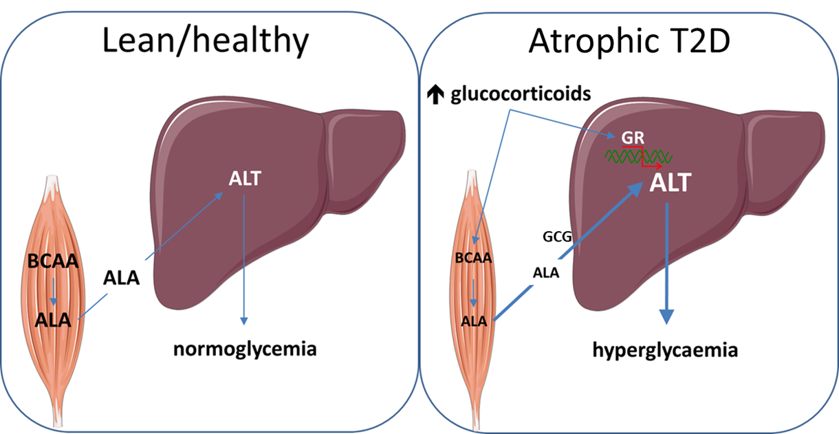 Researchers identify a way to reverse high blood sugar and muscle loss ...