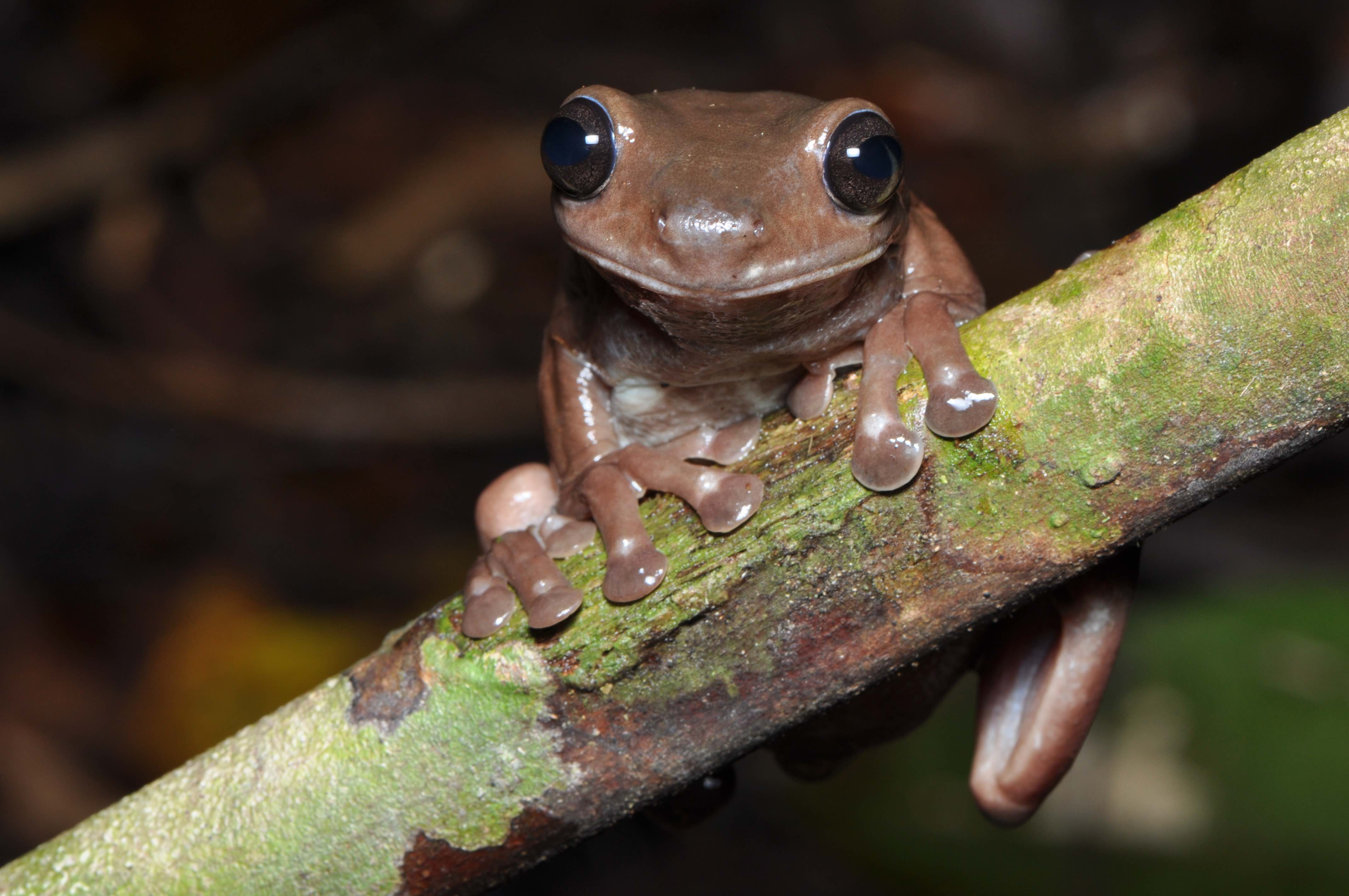 Sweet new discovery - a new species of chocolate frog - Scimex