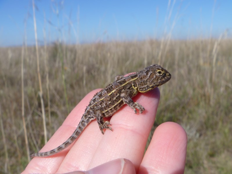 EXPERT REACTION: Finding Australia's unfound animals before they ...