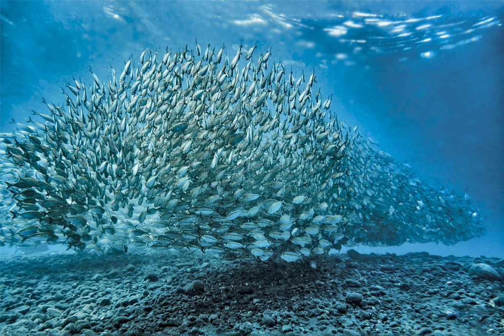 World-famous sardine migration explained by genomics - Scimex