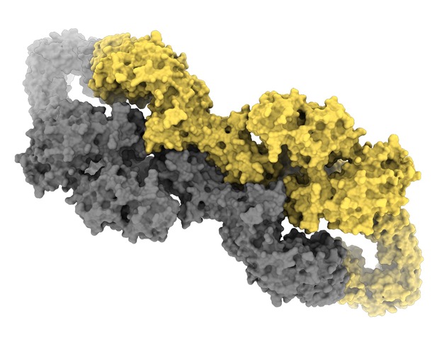 Structure of common tumour-causing protein found - Scimex