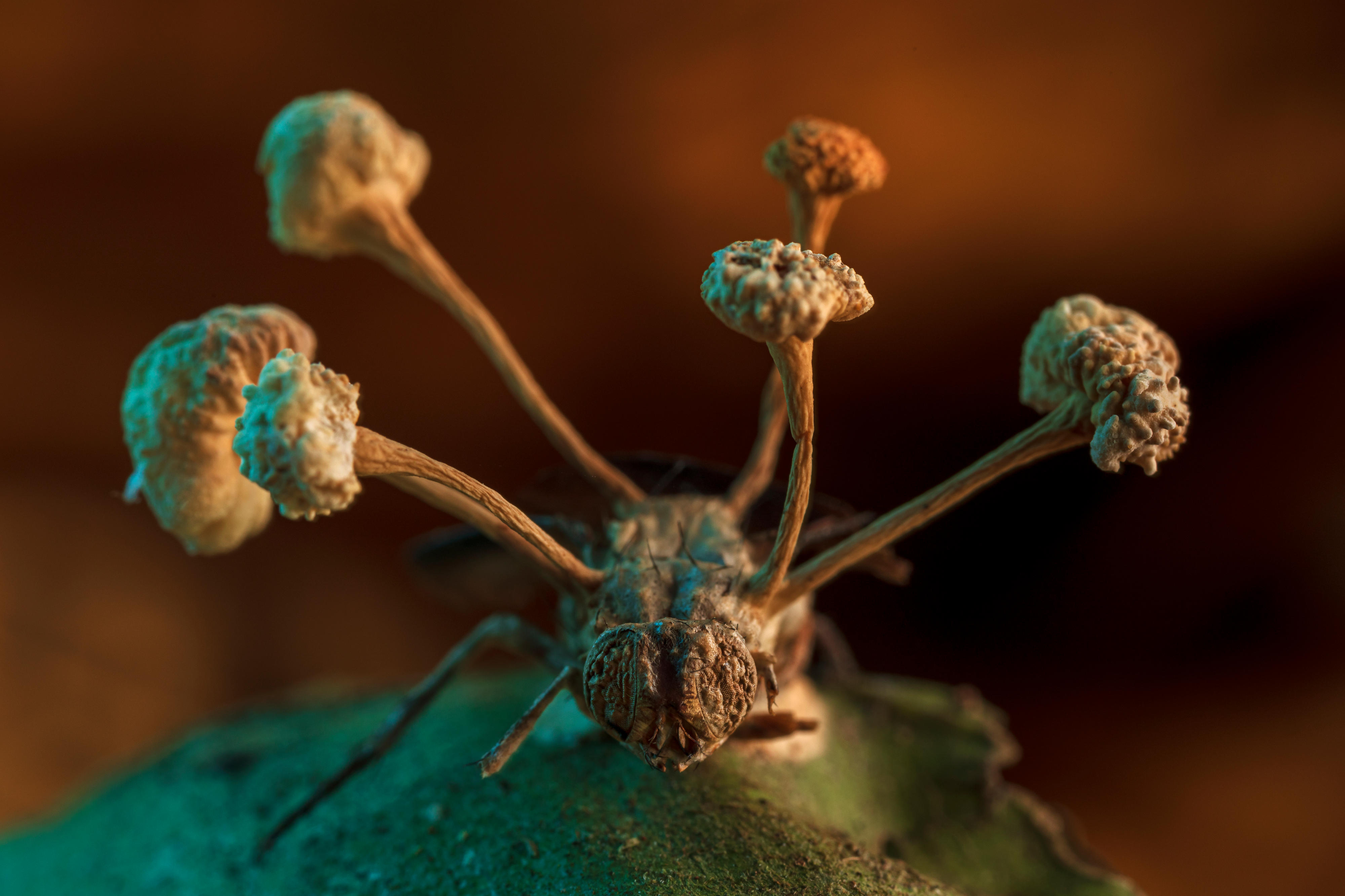 Zombie fungus-infected fly wins image award - Scimex