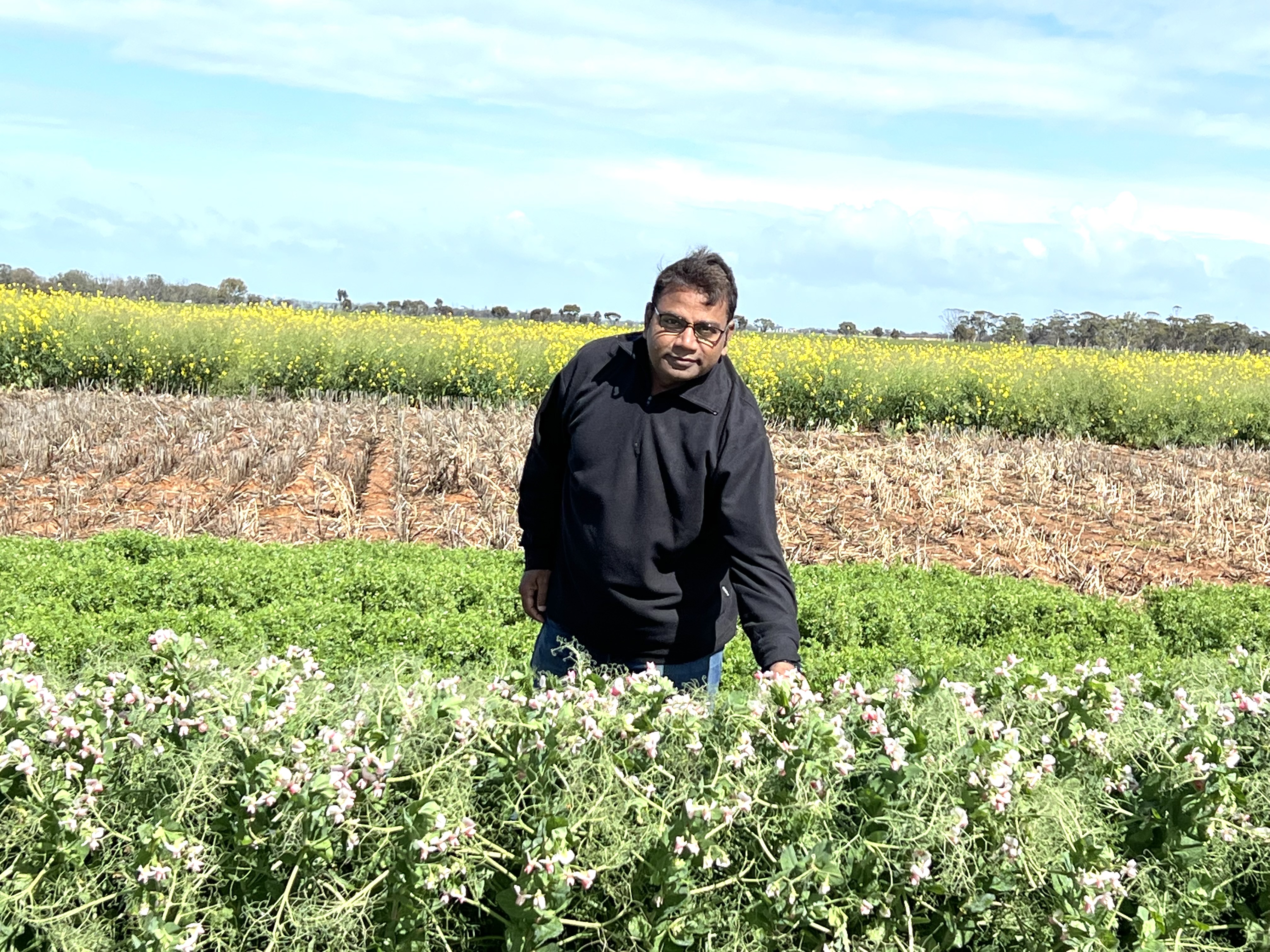 Scientists unlock the code to breed better peas - Scimex