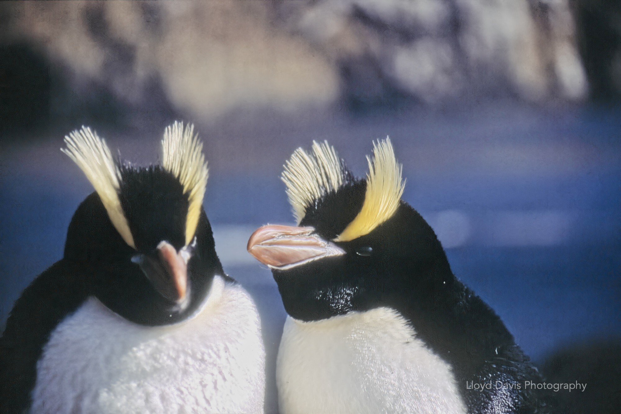 Endangered erect-crested penguins' extra egg explained by evolution ...