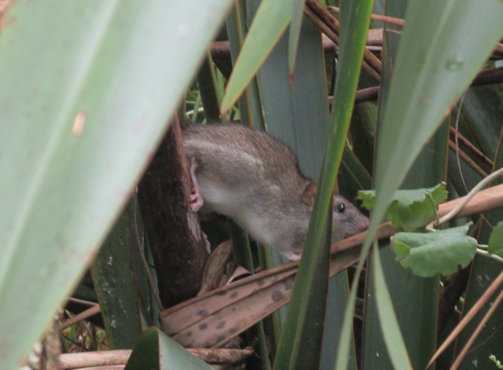 When the stoat's away, the rats will play in South Island forests - Scimex