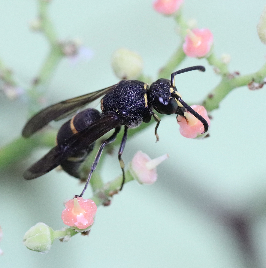 Male wasps also have a sting in the tail, using genital spines to ...