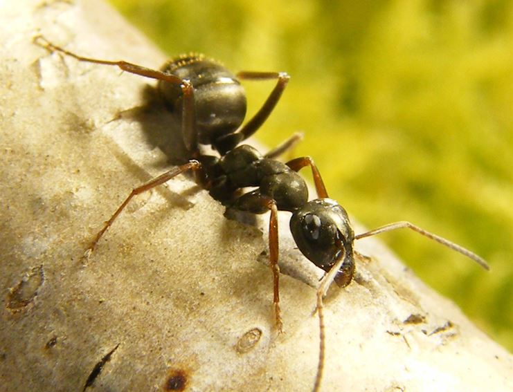 Ants can be trained to detect cancer in mice - Scimex
