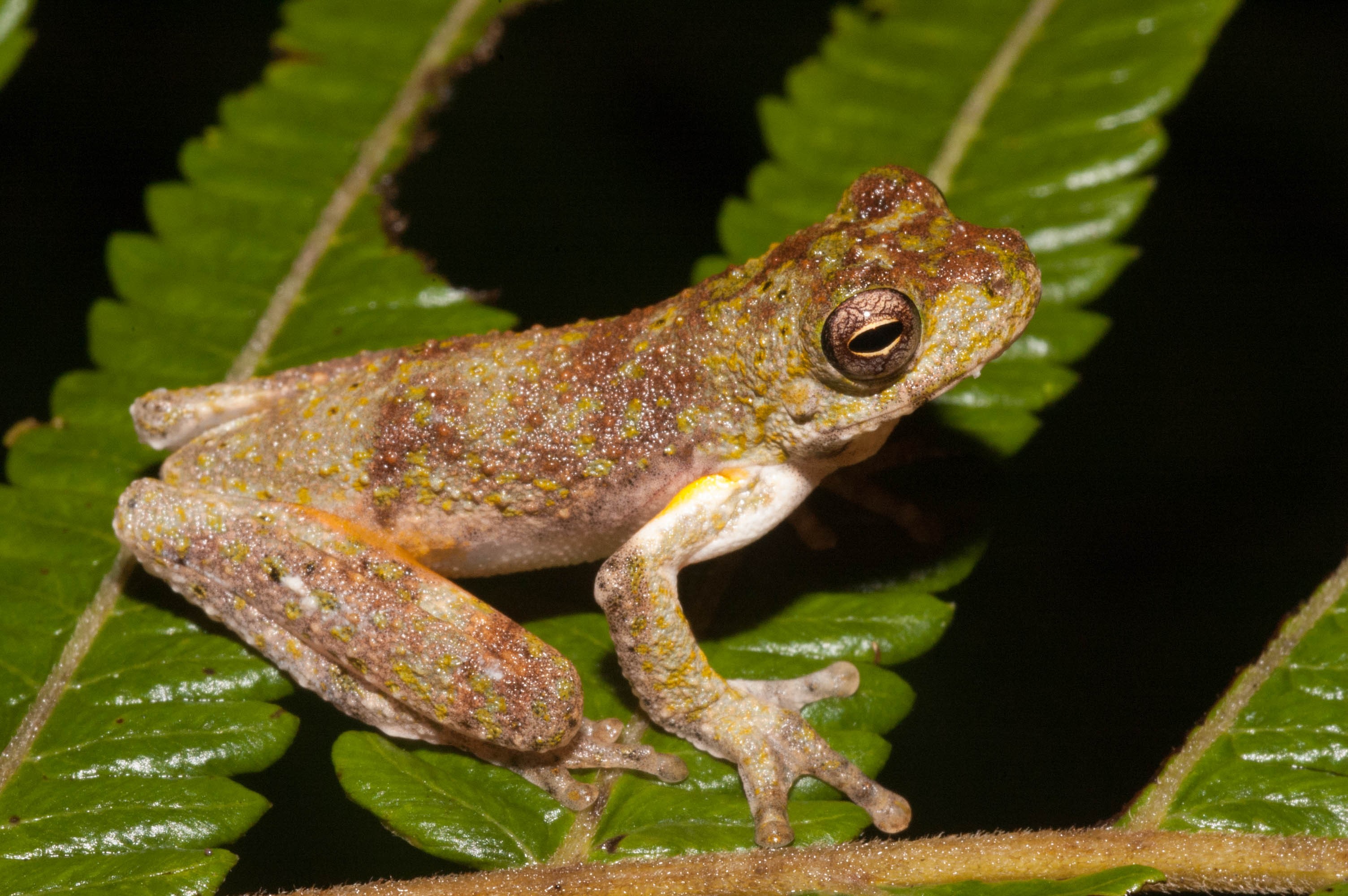 An army of new species of frogs described - Scimex