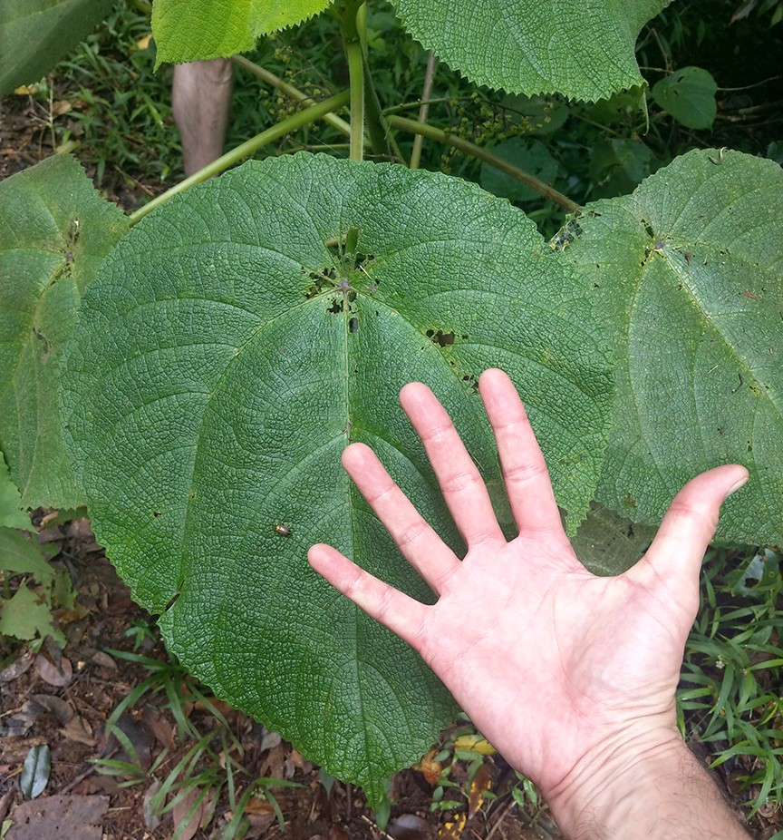 Stinging tree injects promise of pain relief - Scimex