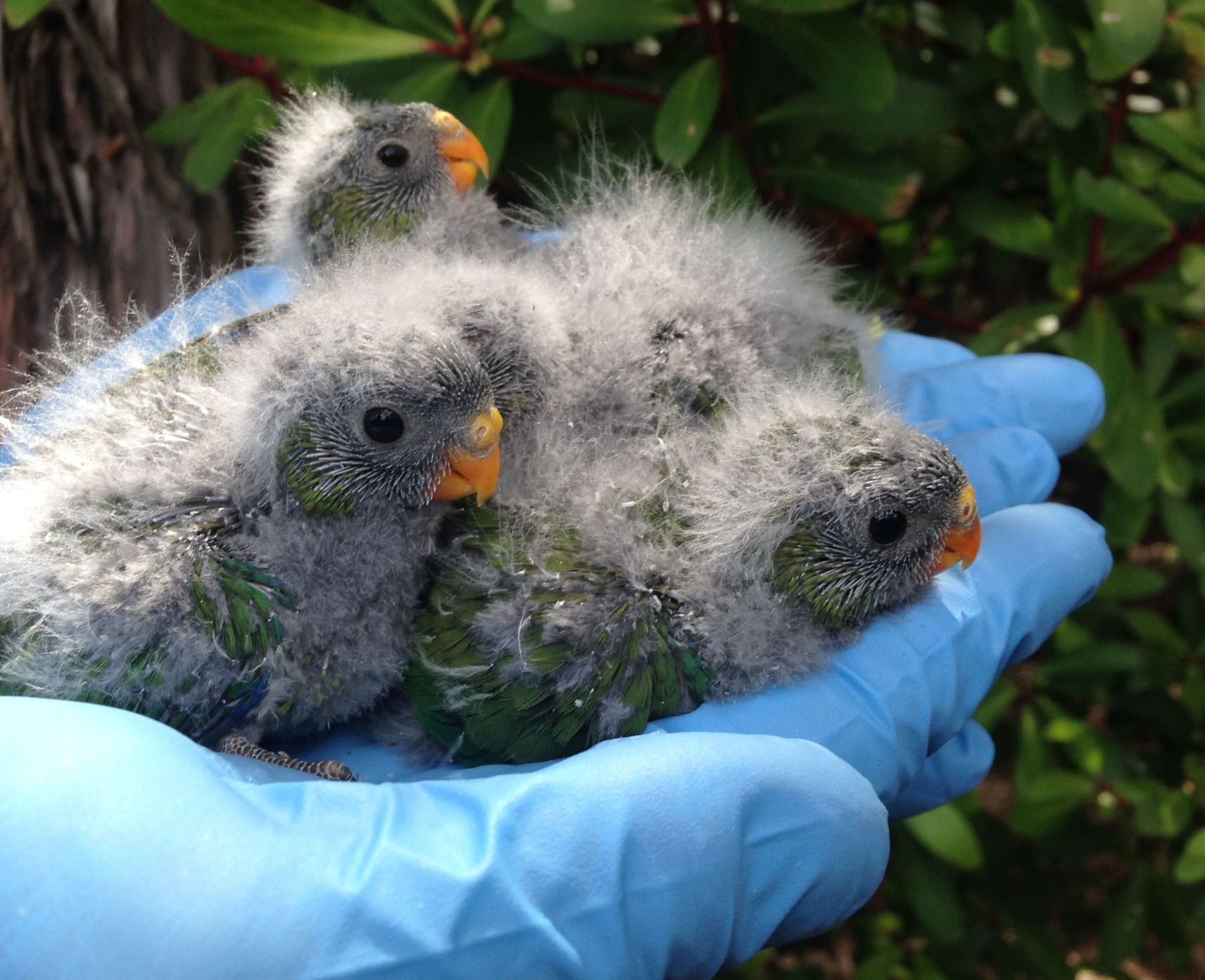 Survival of the fittest for critically endangered parrot - Scimex