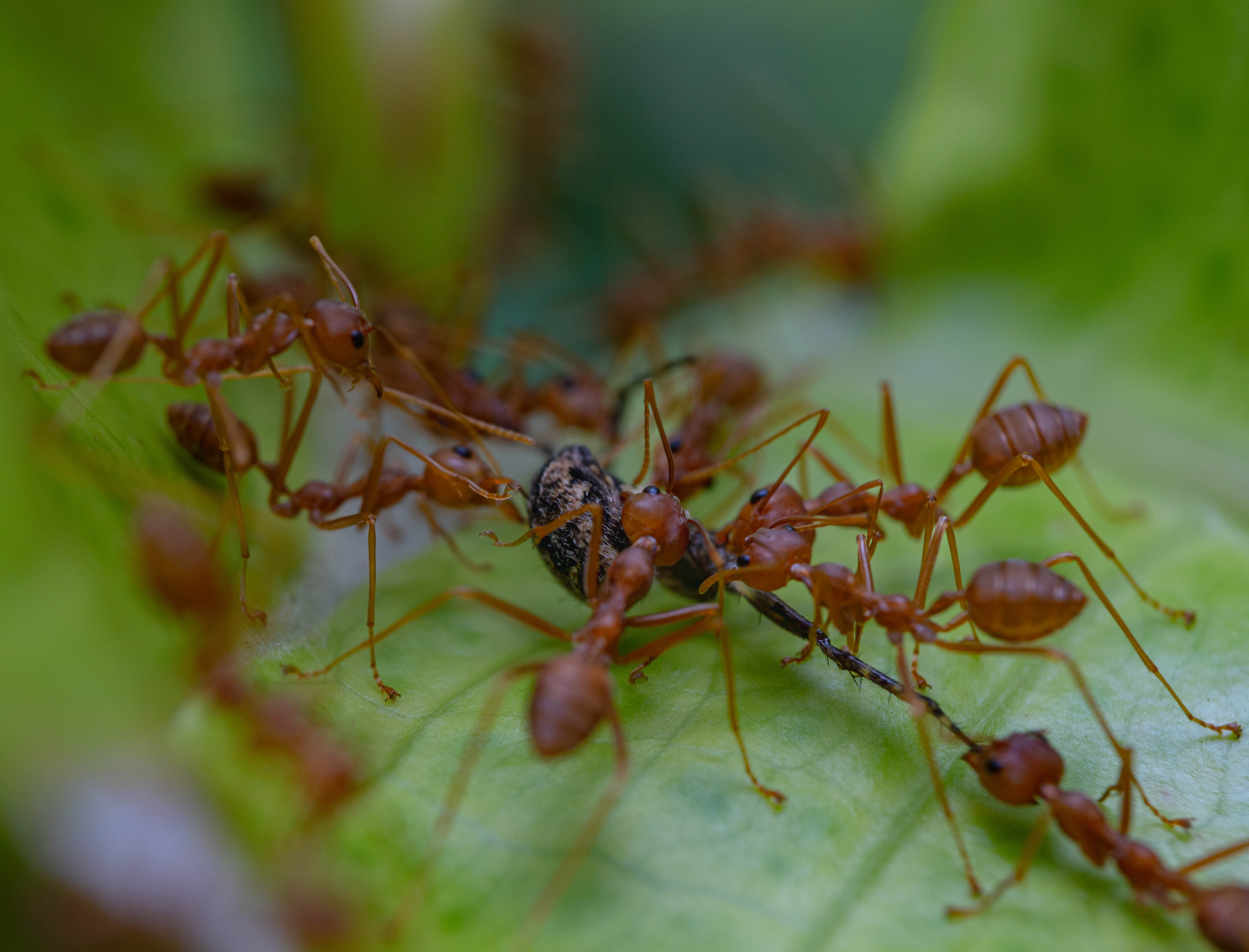 Tropical weaver ants reveal insights into collective decision-making in ...