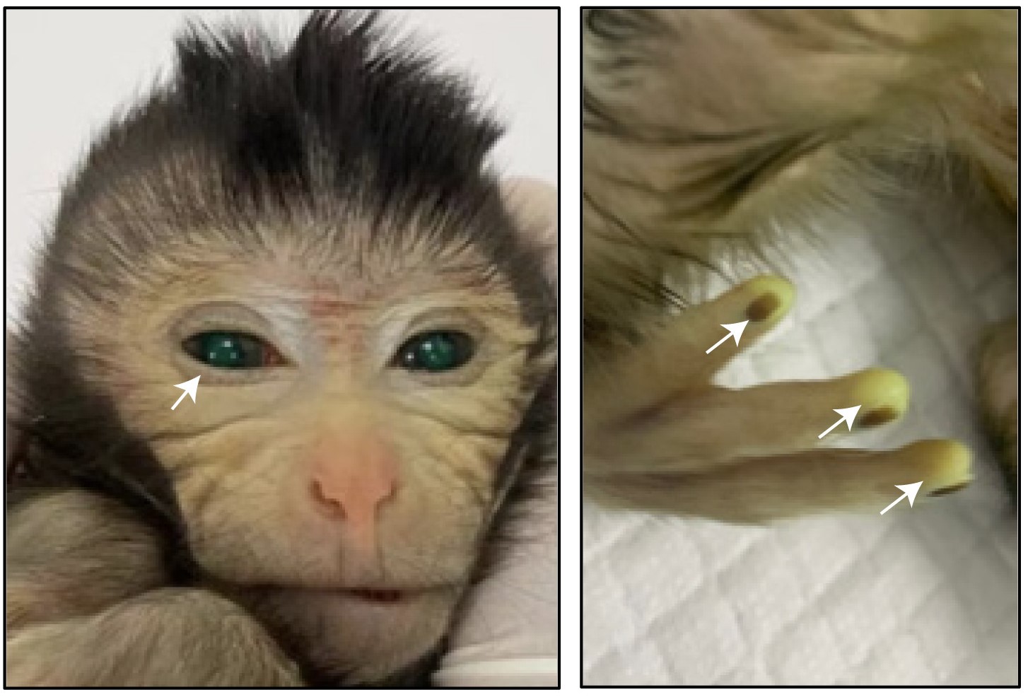 A multimum monkey? First live birth of a chimeric primate - Scimex
