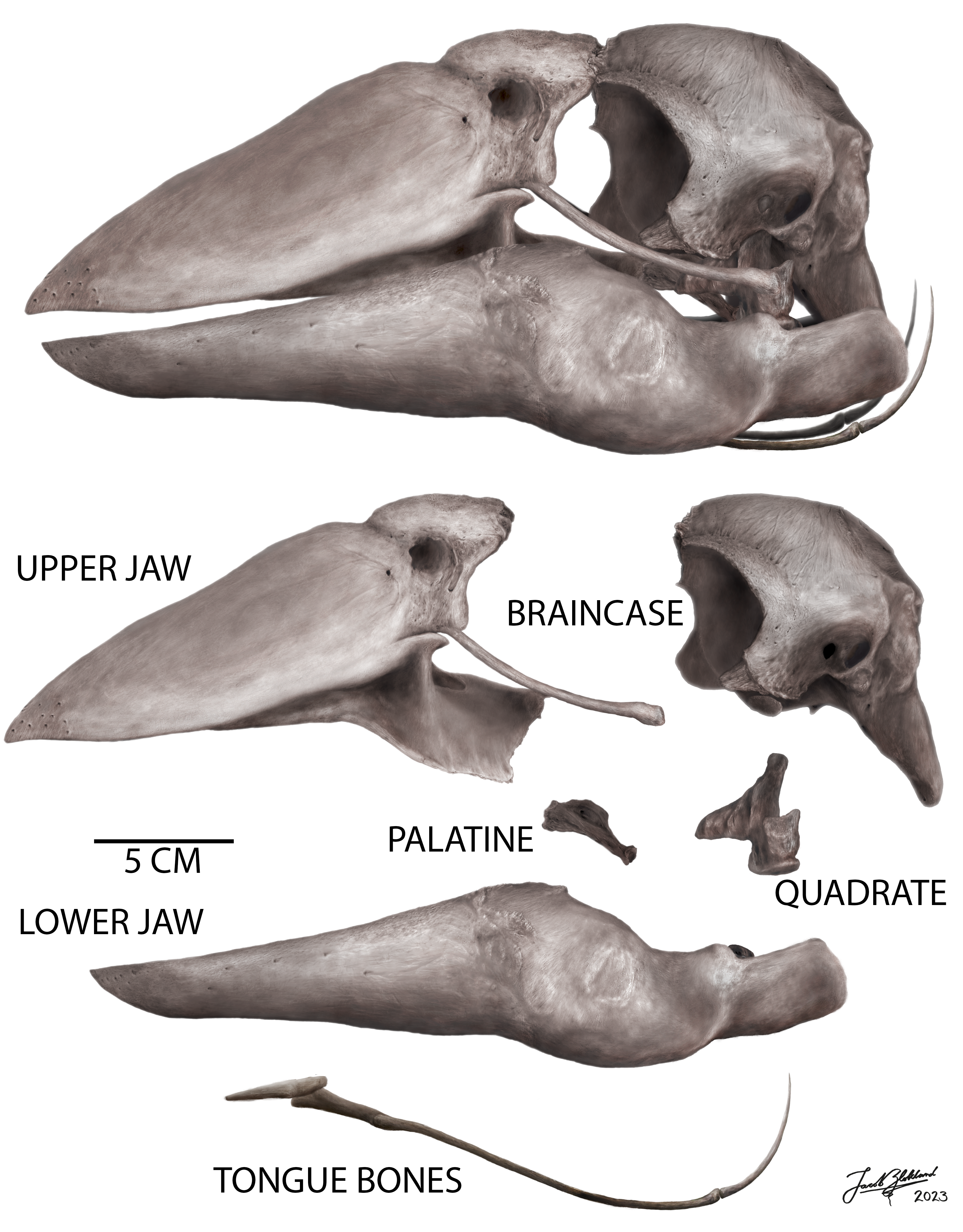 Giant skull of Australian megafauna bird reveals a prehistoric ‘giga ...